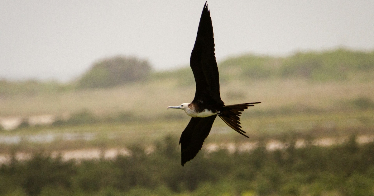 10 Birds That Can Sleep While Flying