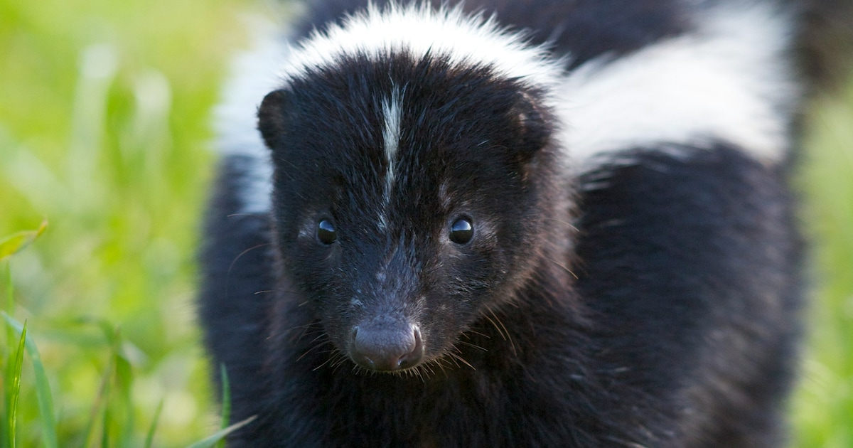 10 Of The World's Smelliest Animals
