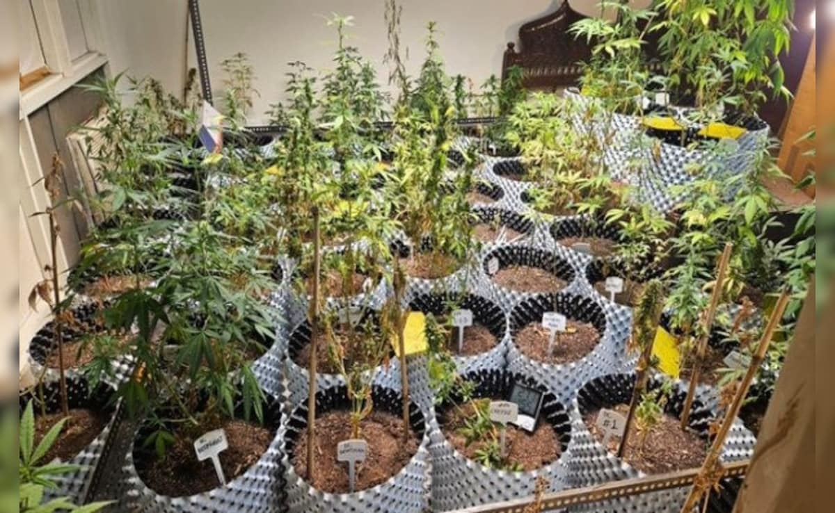 Video | Imported Seeds, Full-Spectrum Lights: High-Tech Marijuana Op ...