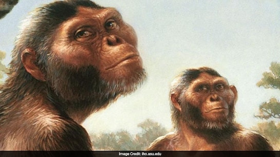 did australopithecus eat meat