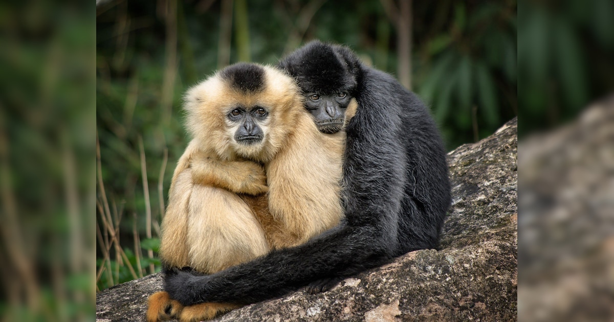 5 Types Of Apes In The World