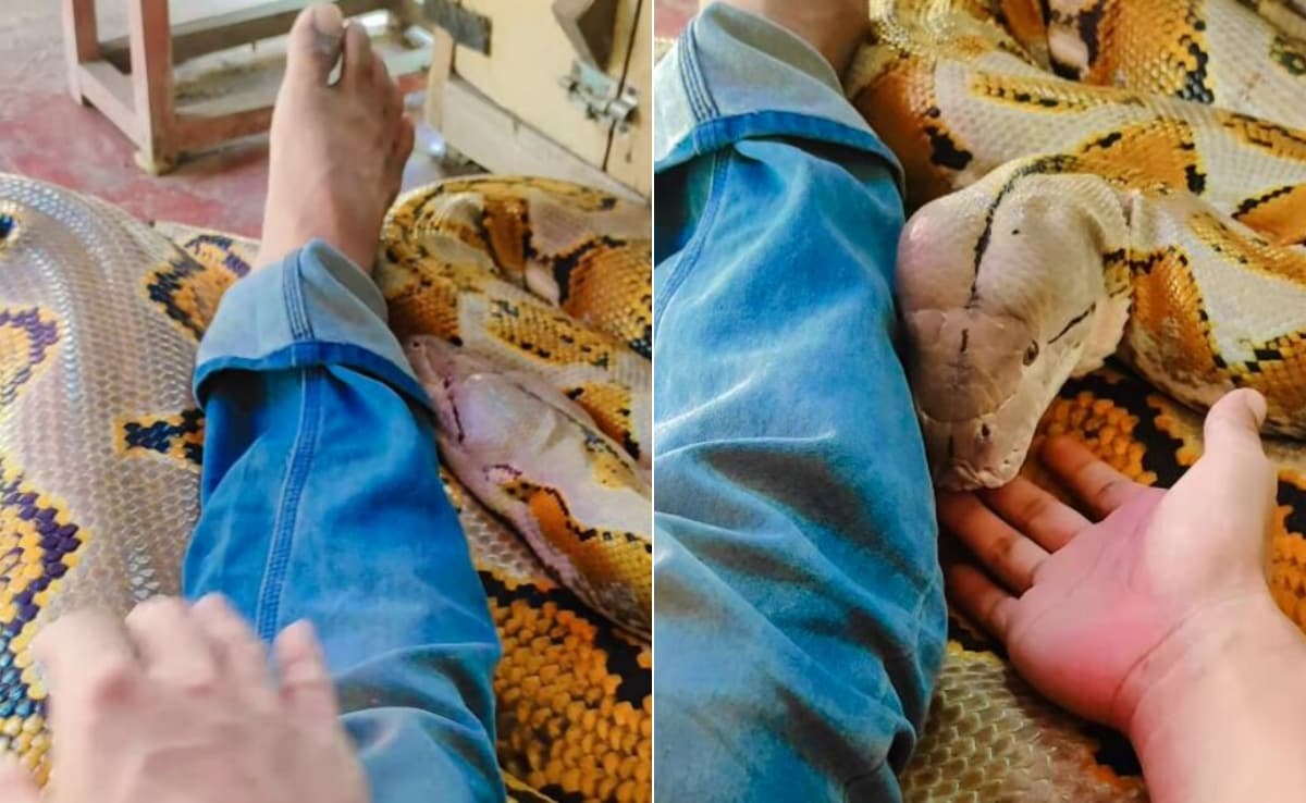 अजगर के ऊपर बैठकर उसके साथ खेल रहा था शख्स, Video देखने वालों का छूटा ...