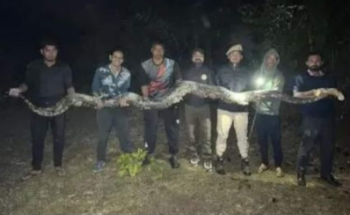 असम यूनिवर्सिटी के गर्ल्स हॉस्टल के पास डेरा जमाए बैठा था 17 फुट का ...