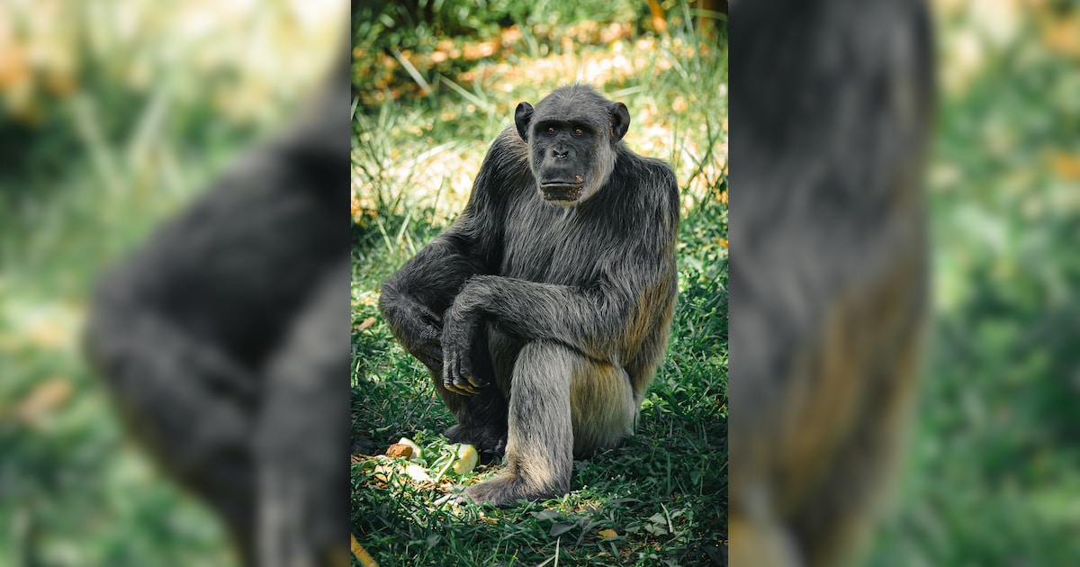 Animals That Use Tools In Surprising And Clever Ways