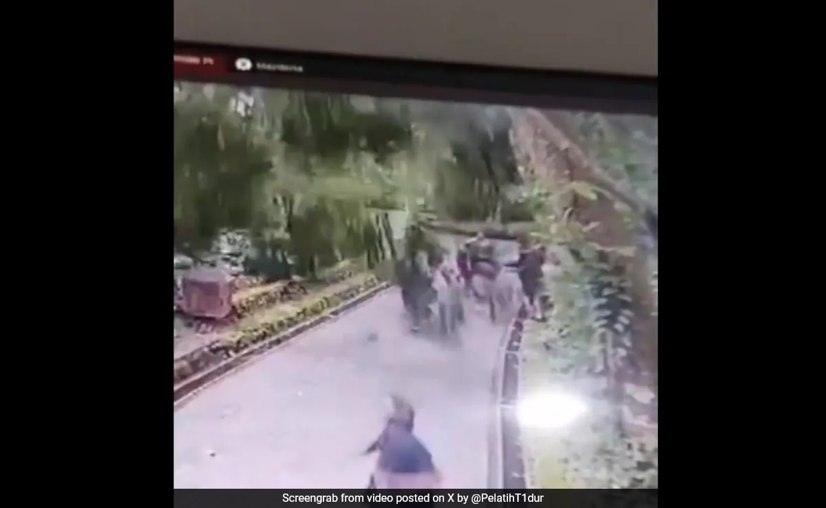 Two Tourists Killed After Tree Falls In Bali's Monkey Forest