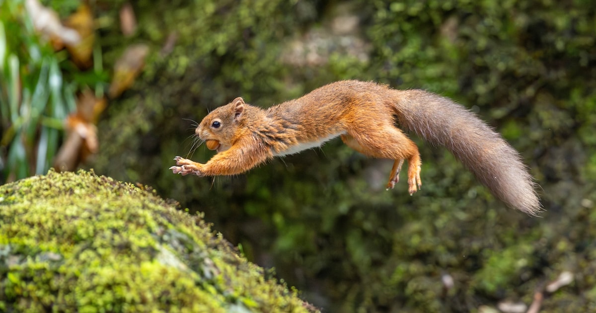 Animals That Fly, Walk And Swim
