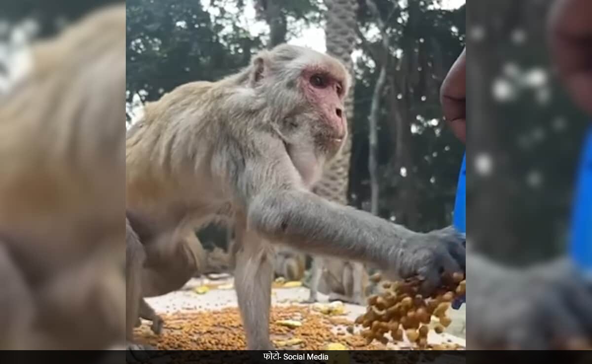 माता-पिता और ससुर के नाम पर अयोध्या के बंदरों को खाना खिला रहा ये एक्टर ...