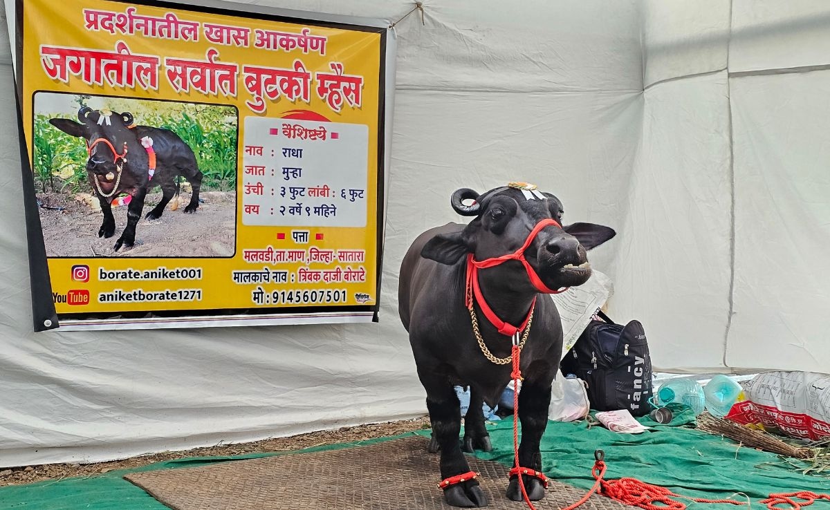 Worlds-shortest-buffalo-radha-solapur-agriculture-exhibition