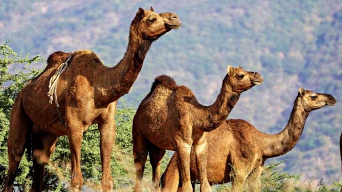 Rajasthan: ऊंटों को बचाने के लिए राजस्थान सरकार की नई योजना, ऊंटनी के ...