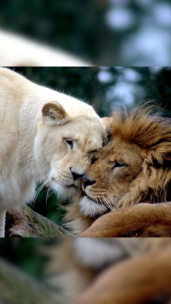 love between different animals