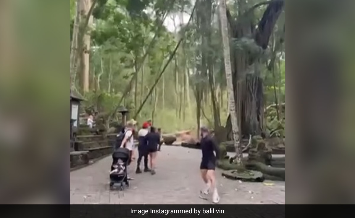 Video: Two Tourists Die After Massive Tree Collapses In Bali's Monkey ...