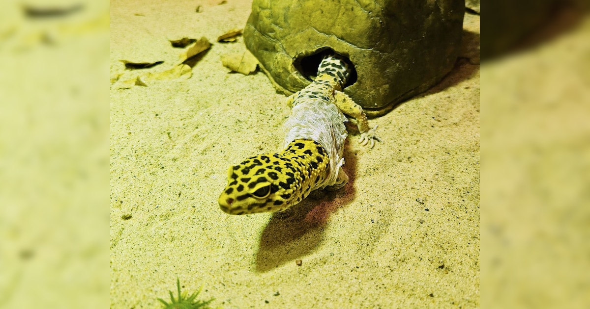 Animals That Shed Their Skin