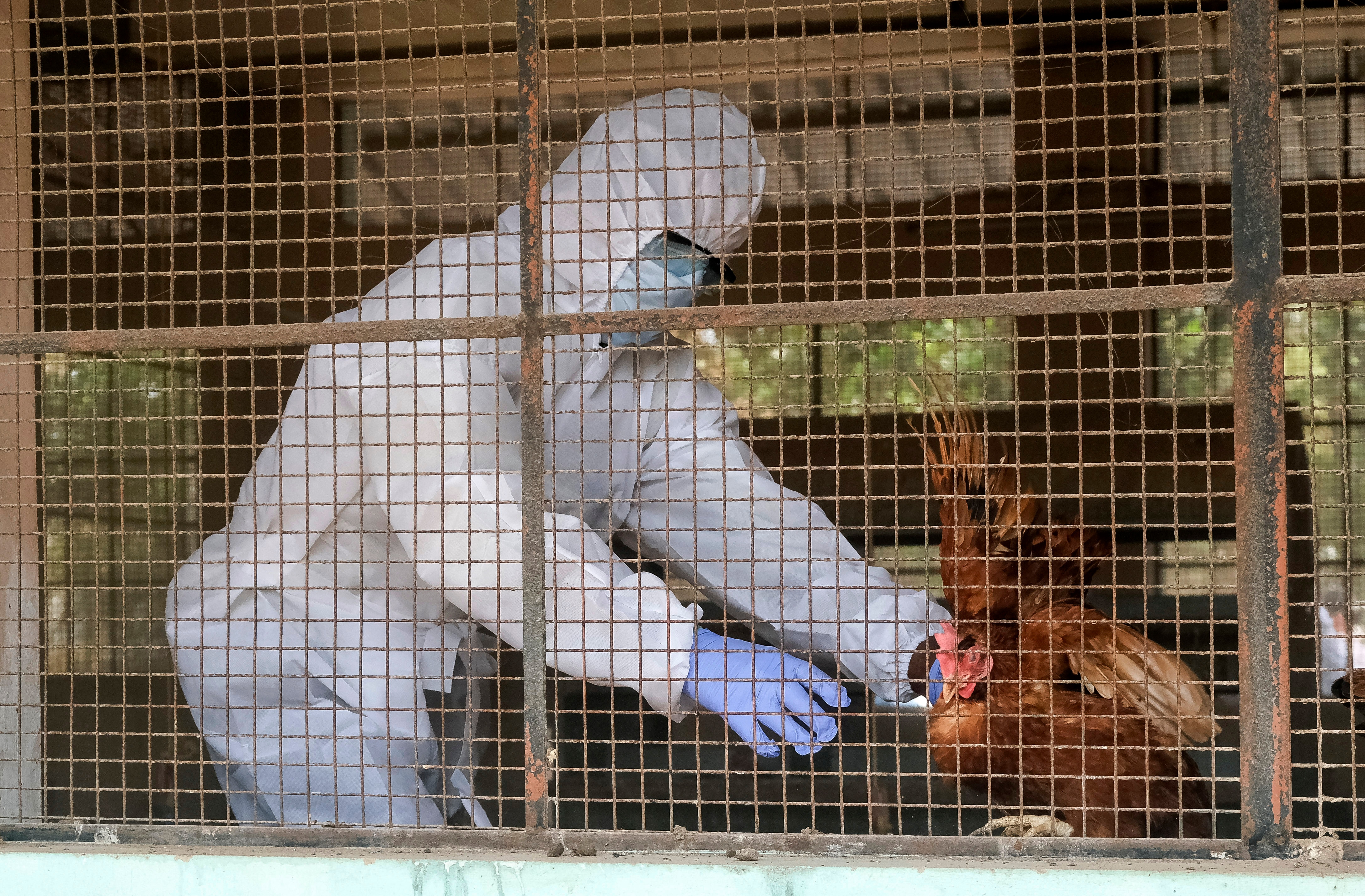 Bird Flu Outbreak Near Bengaluru Contained; No Human Cases Detected ...