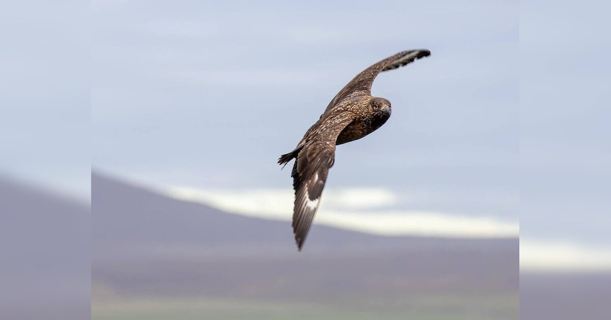 The Bird Known For Its Dive-Bombing Technique
