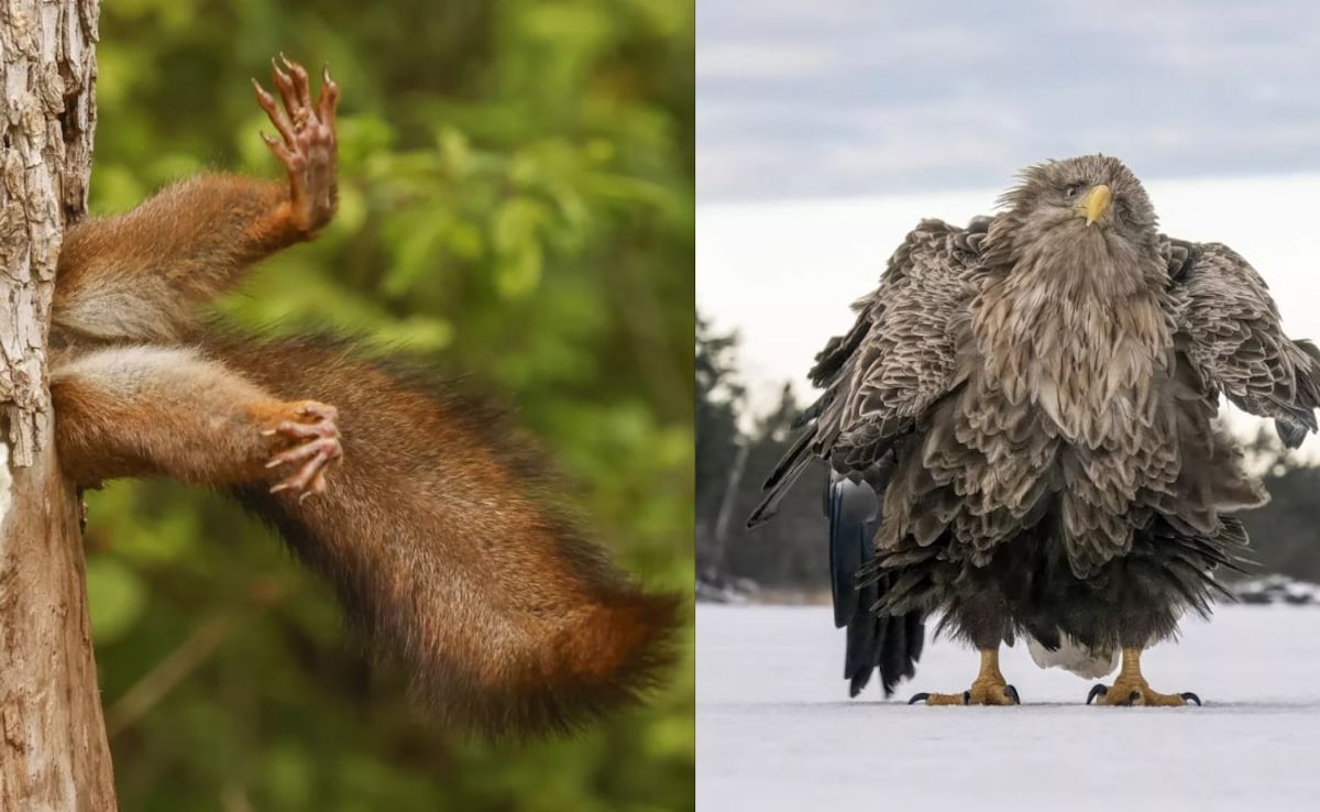 Awkward Squirrels To Goofy Frogs: The Funniest Wildlife Photos Of 2024