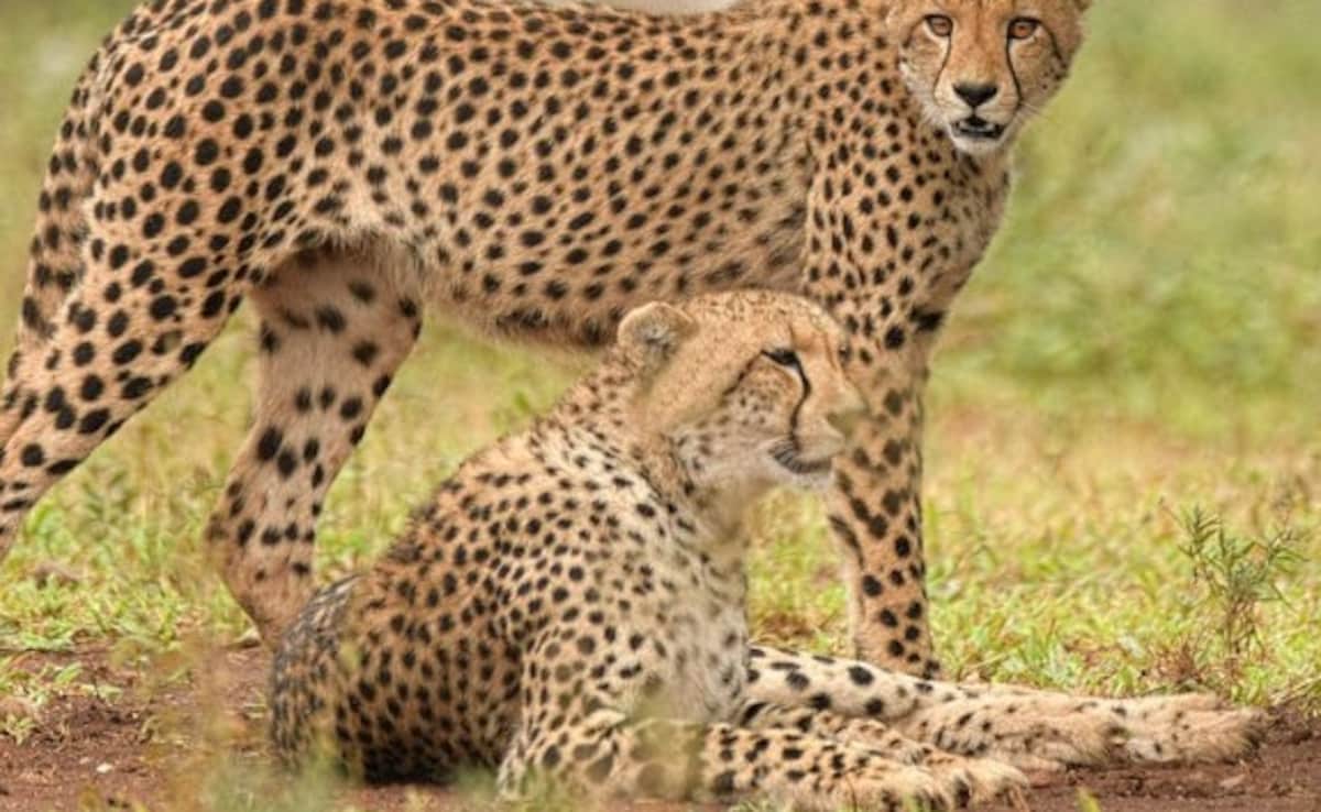 5 More Cheetahs To Be Released At Kuno National Park Today