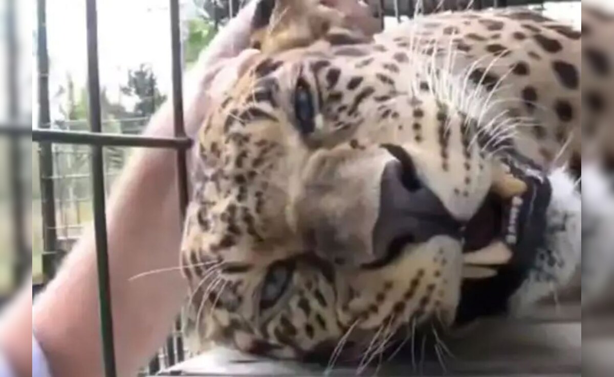रेस्क्यू के बाद पिंजरे में बंद तेंदुए पर शख्स लुटा रहा था प्यार, सिर पर प्यार से फेर रहा था हाथ ...