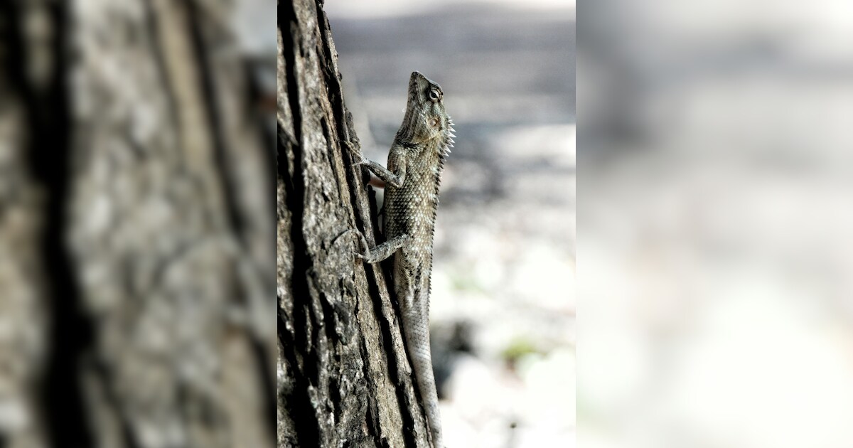 How Animals Use Optical Illusions To Their Advantage