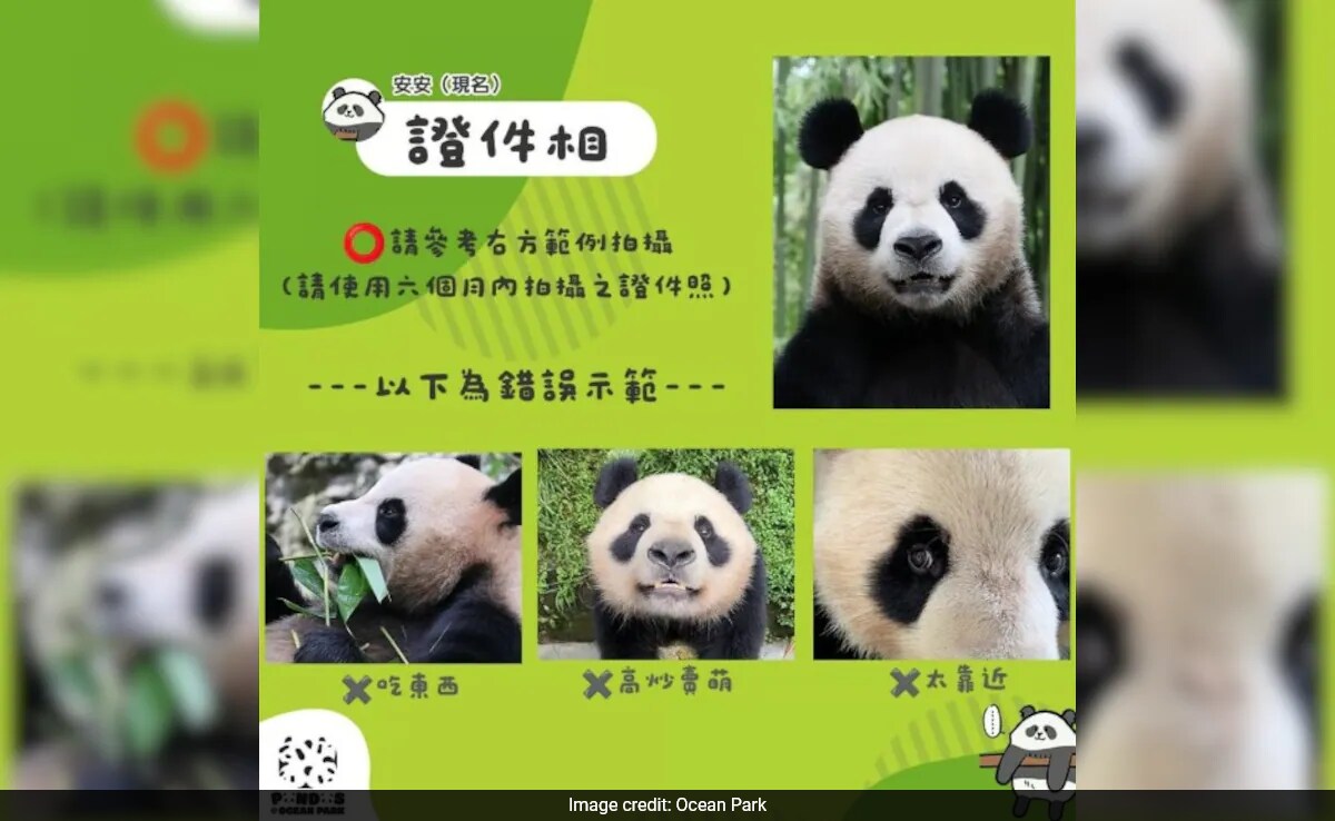 Hong Kong Spends Rs 76 Lakh On Panda Renaming Contest, Ends Up ...