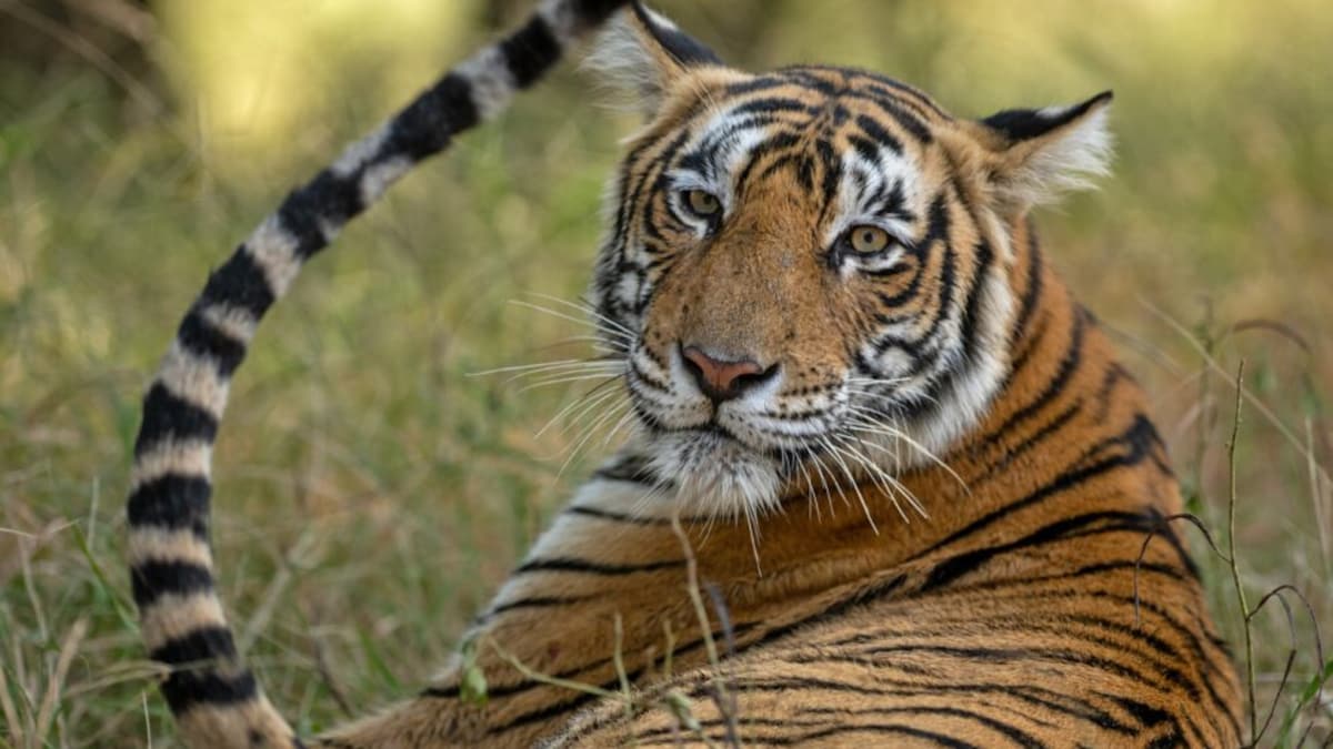 रणथंभौर में यूं ही हमले नहीं कर रही बाघिन | why is the tigress in ranthambhore tiger reserve ...