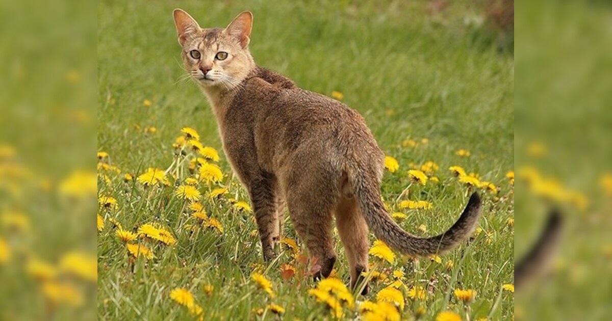 Tallest Cats In The World