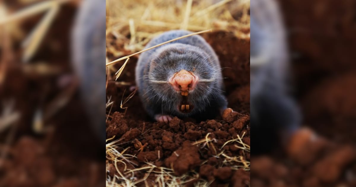 8 Animals That Are Naturally Blind