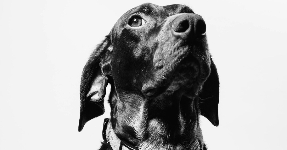 Dog Sounds And What They Mean