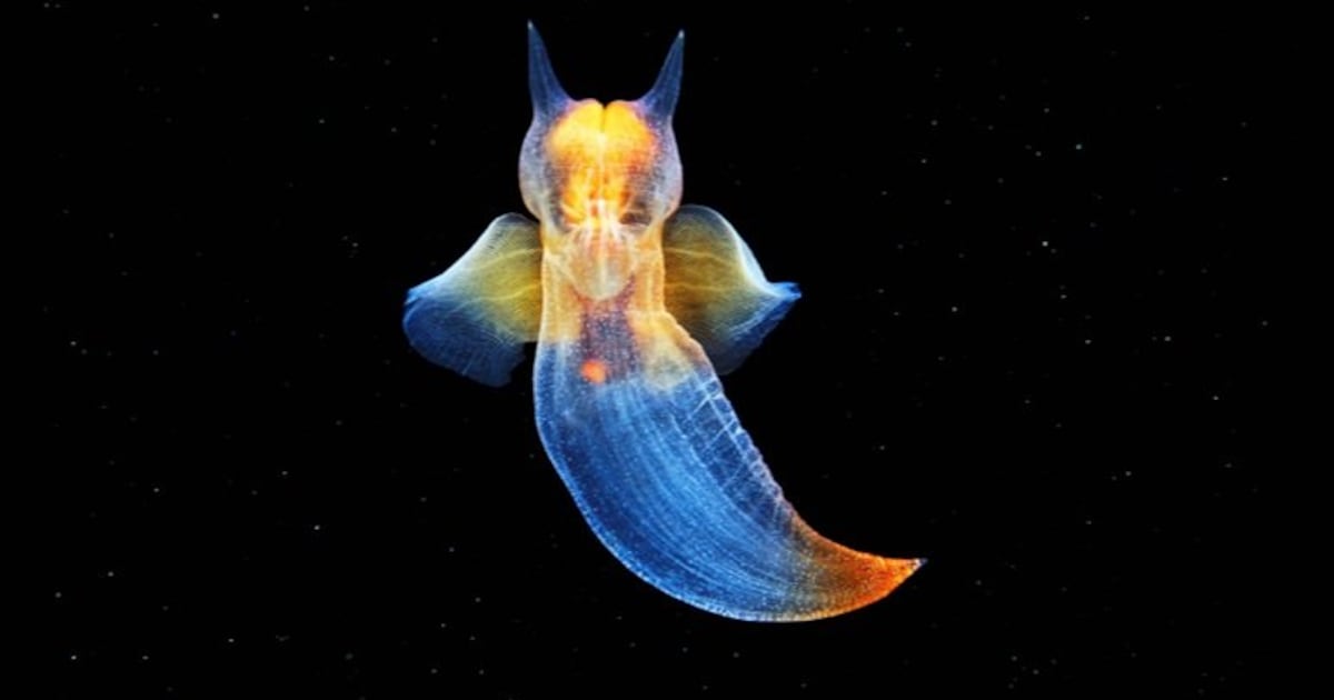 Meet The Charming, Yet Fearsome Sea Predator