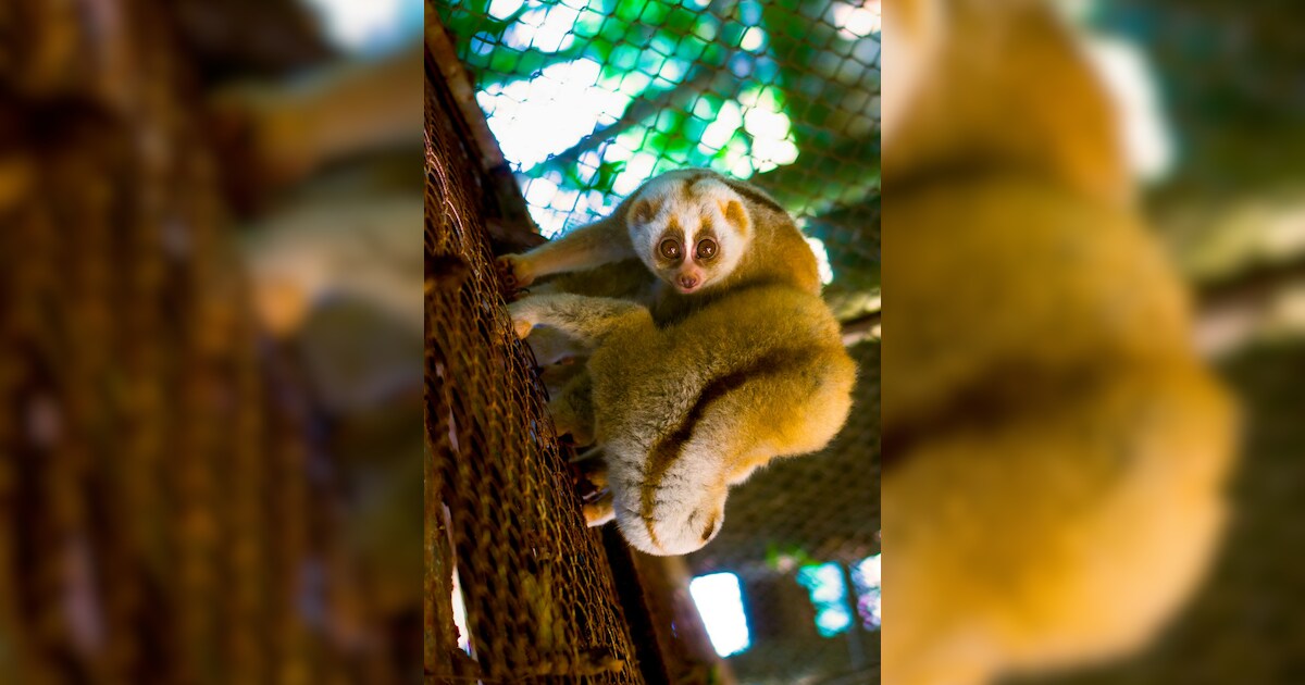 7 Slowest Animals In The World