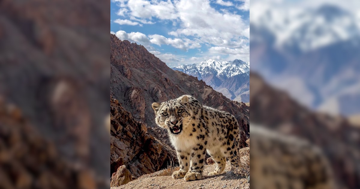 Rare Animals Found Only In The Himalayas