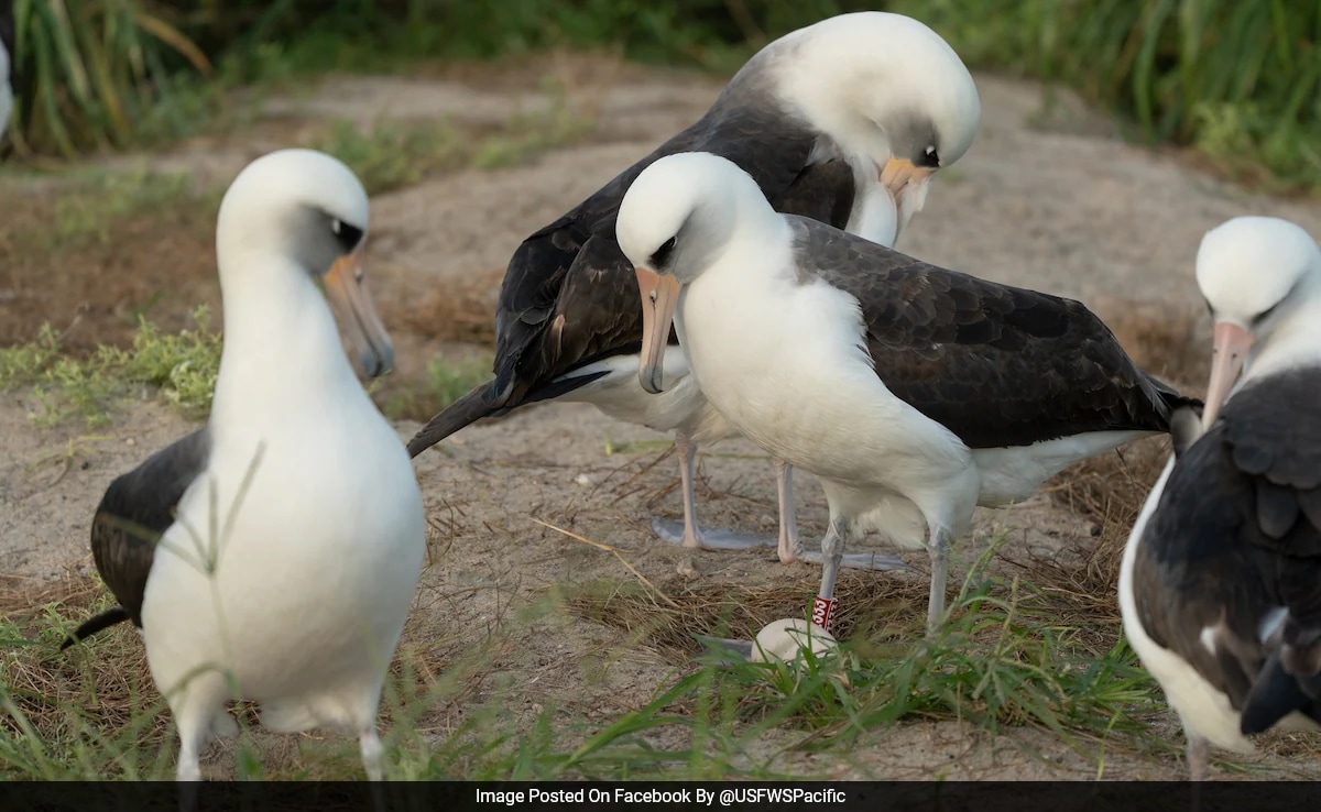 Wisdom, The Albatross, Lays 60th Egg At The Age Of 74