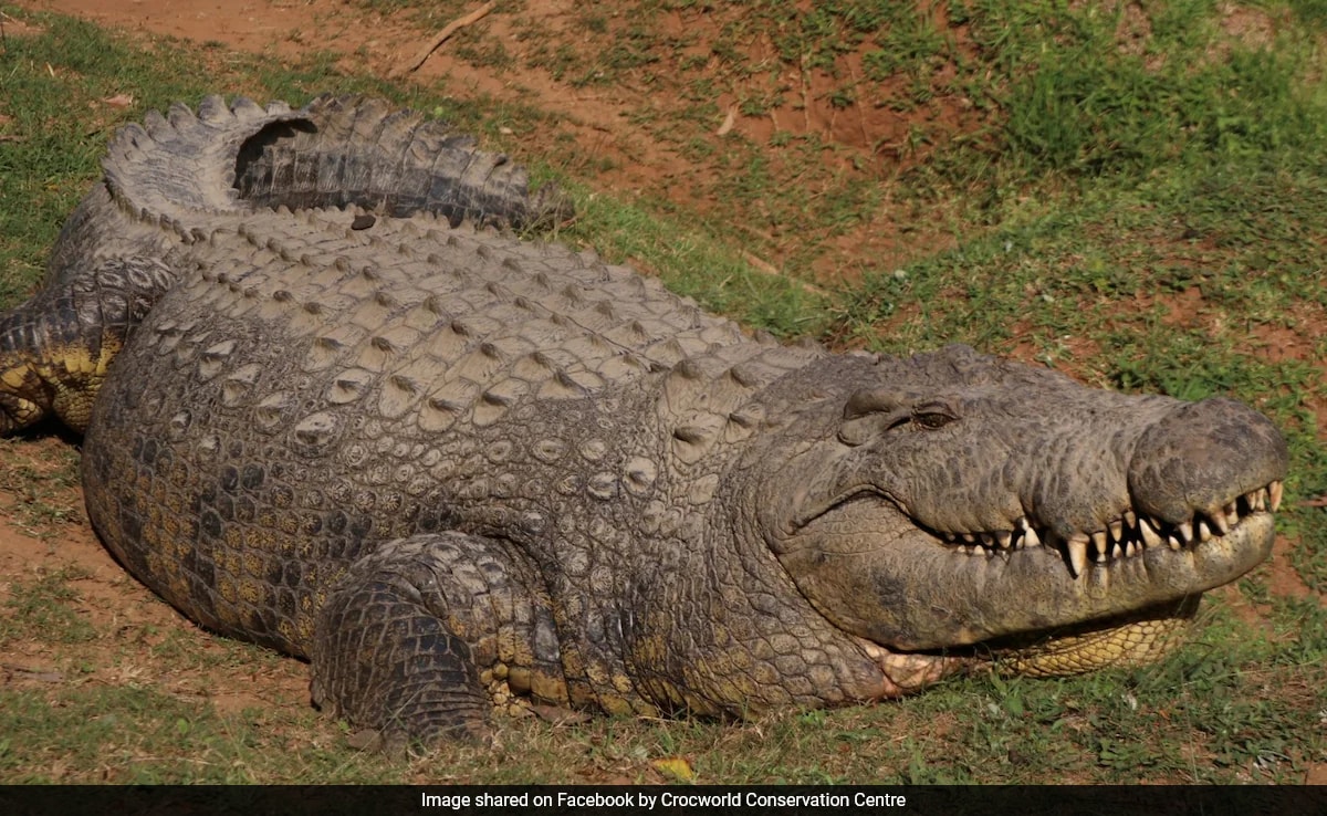 World's Oldest Crocodile Henry, Who Has Fathered 10,000 Babies ...