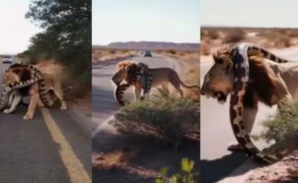 अजगर के रडार पर शेर, जंगल के राजा की चुपके से दबोच ली गर्दन और फिर ...