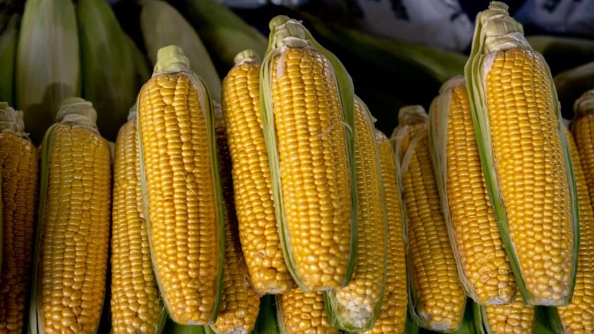 Is Corn Good Or Bad For Diabetes? Expert Reveals Facts - NDTV Food