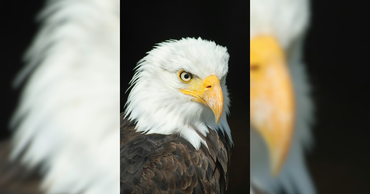 Animals With Sharpest Vision