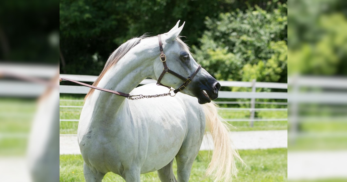 Most Expensive Horse