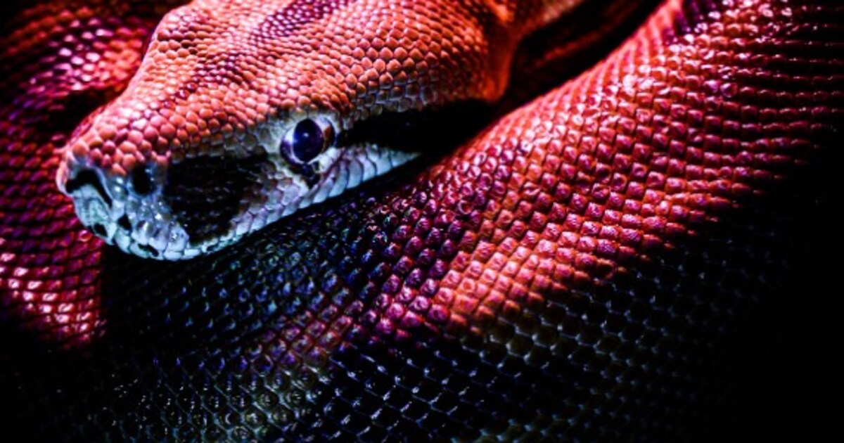 5 Gorgeous Snakes That Can Kill