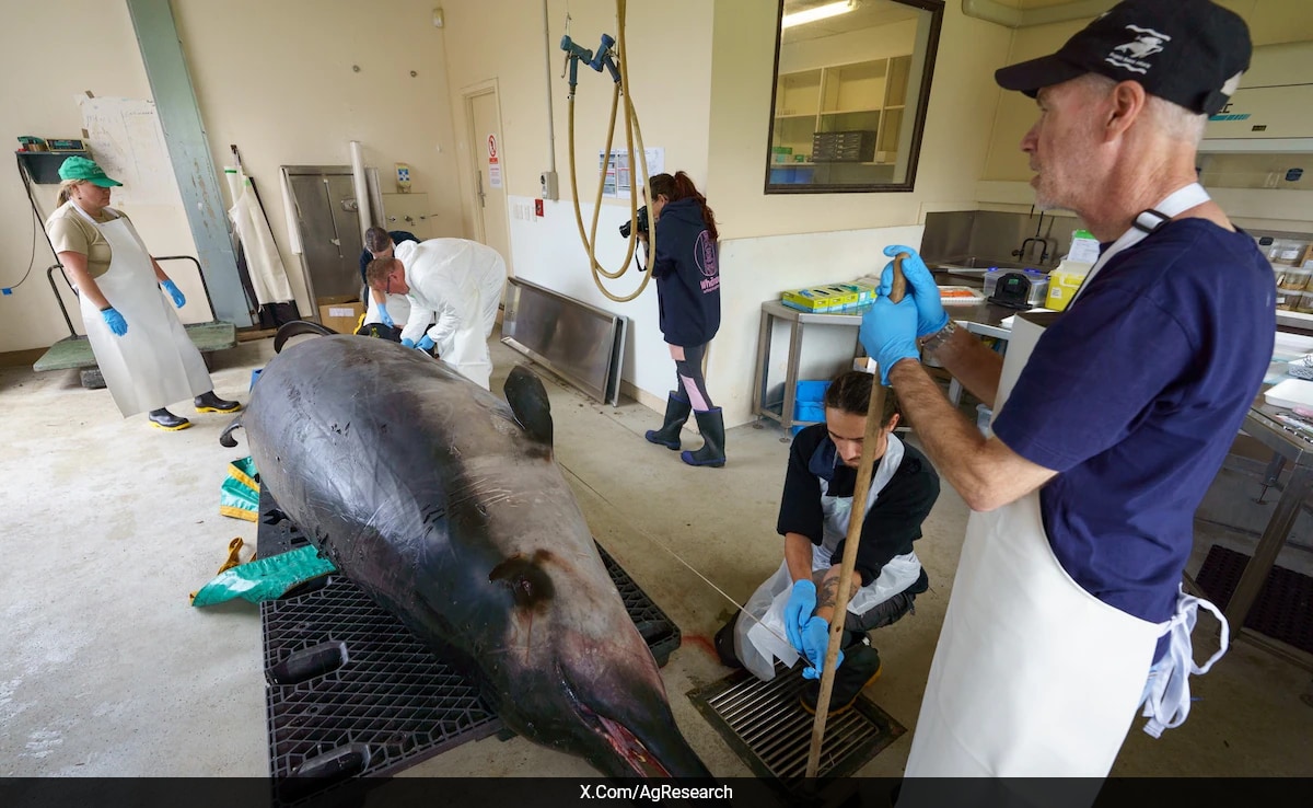 Scientists Examine Rare Spade-Tooth Whale: Key Discoveries Unveiled