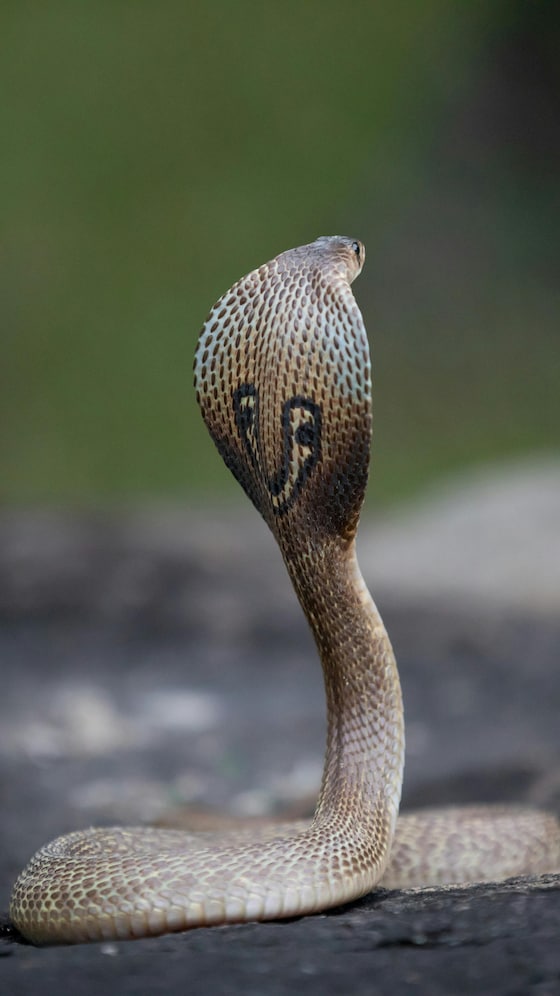 big head cobra