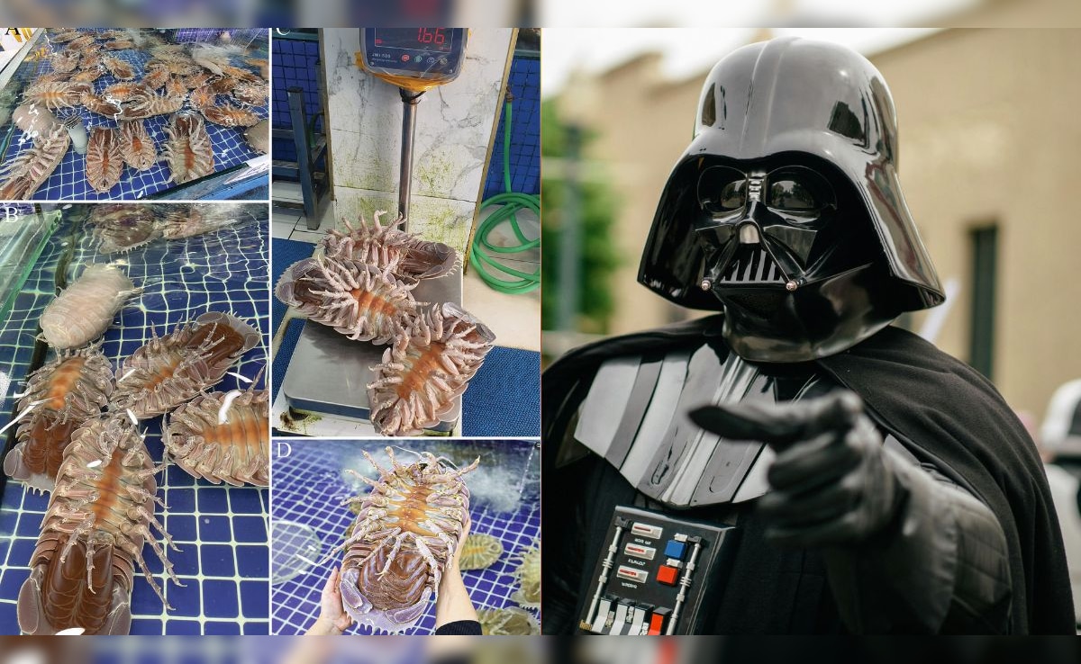 Alien-Looking 'Supergiant' Sea Bug Named After Star Wars Villain Darth ...