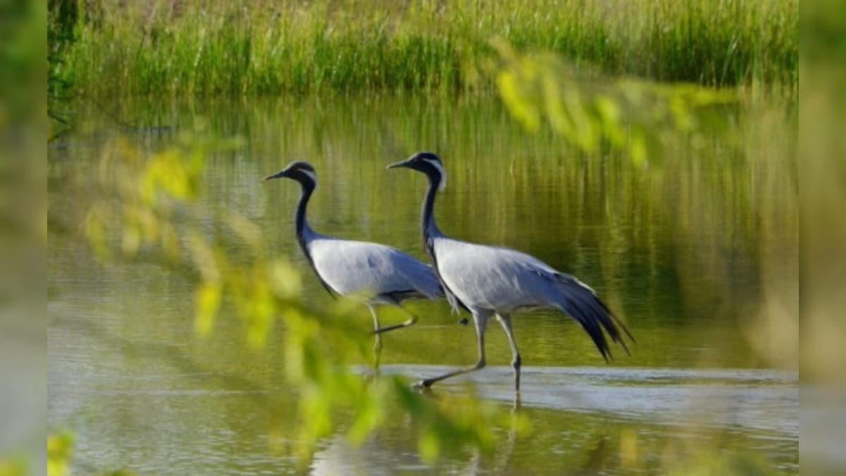 Rajasthan: जैसलमेर में मर रहे मेहमान पक्षी कुरजां, भोपाल में हुई जांच ...