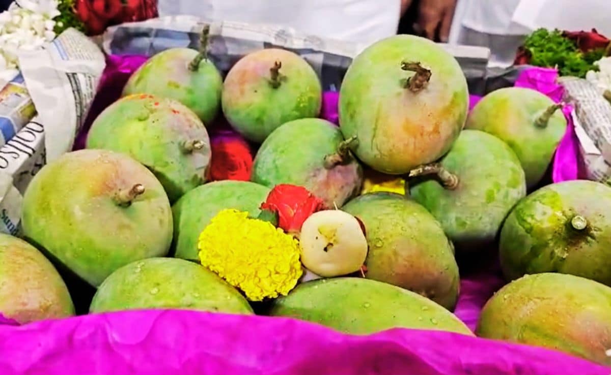 first kesar mango of the season arrived in Pune market know the prize