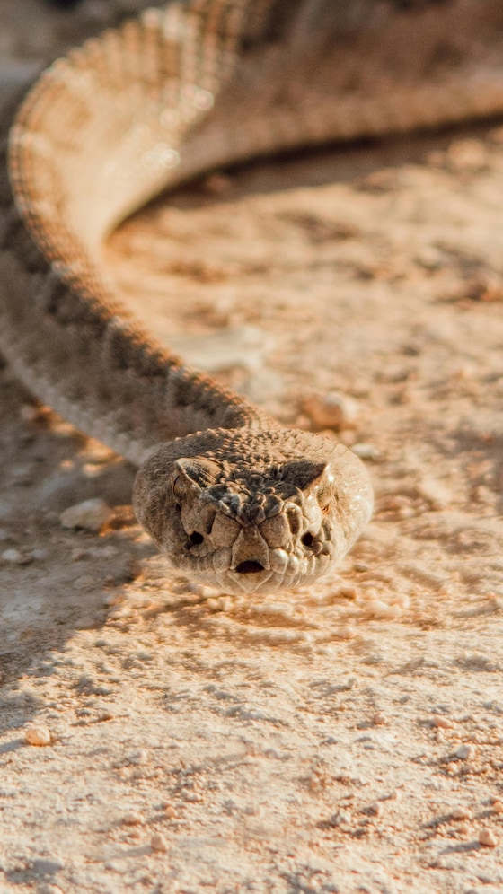 sidewinder snake moving
