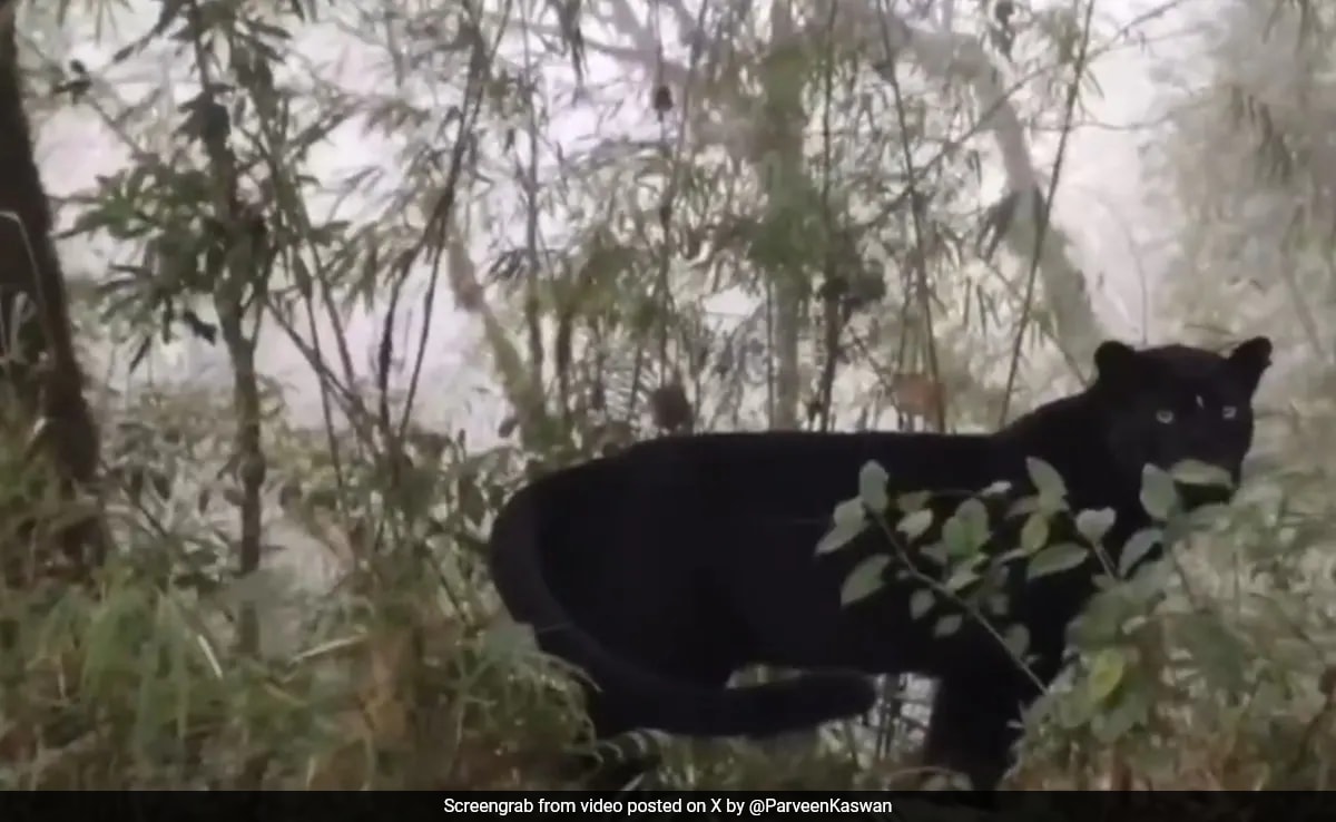 Rainforest Panther