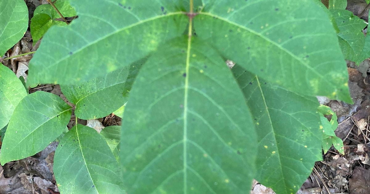 The Plant That Causes Rash When You Touched It