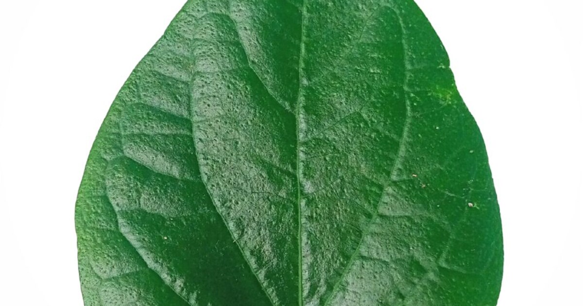 Betel Leaf Benefits: विड्याचे पान चावून खाण्याचे फायदे
