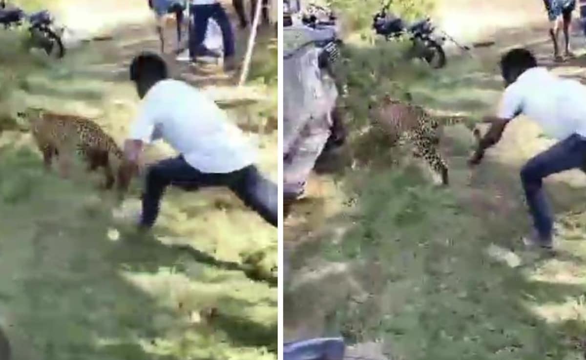 Viral: Man Grabs Leopard By Tail, Saves Villagers