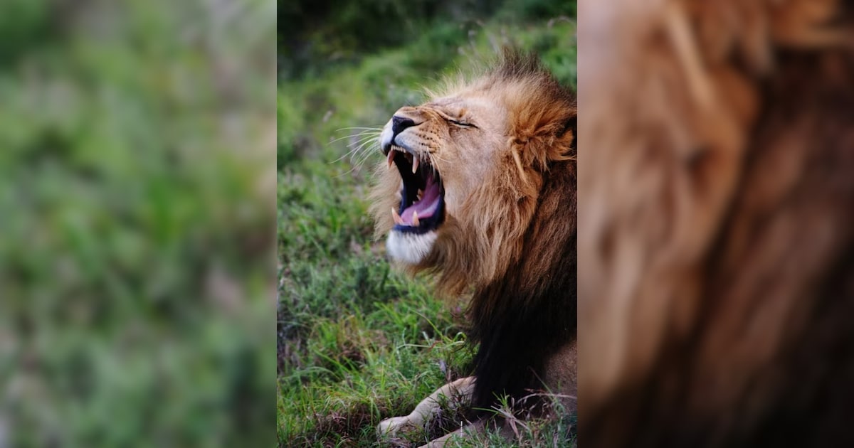 8 Real-Life Man-Eating Animals