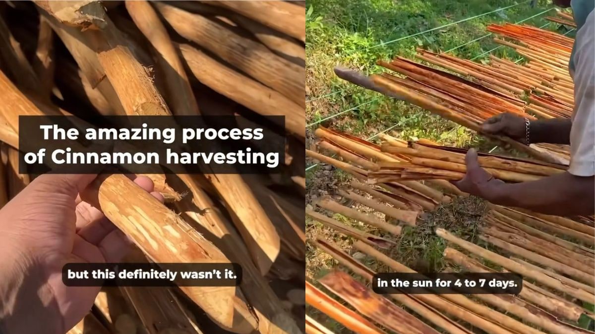 cinnamon harvesting process