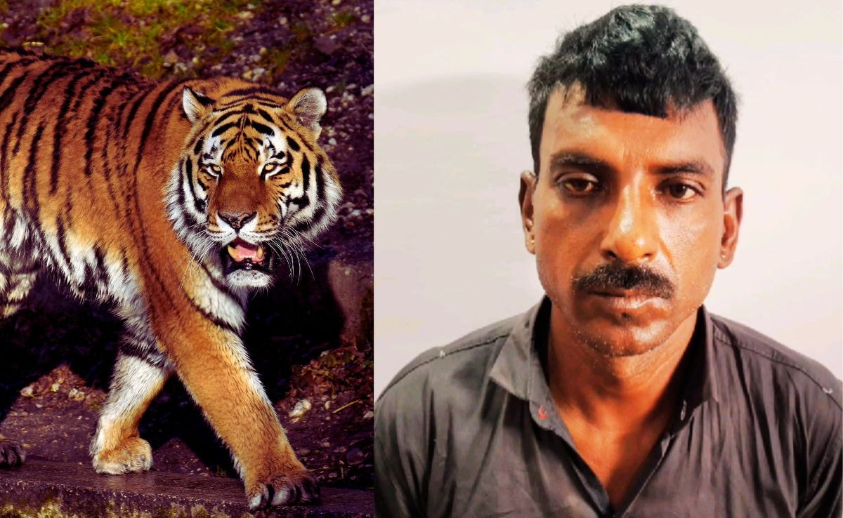 Tiger Hunting Notorious tiger hunter Ajit Rajgond gets 6 days of forest ...